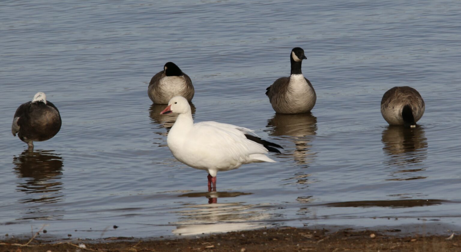 Sorting out some geese: Snow, Ross’s, Canada, and Cackling – Beyond the ...