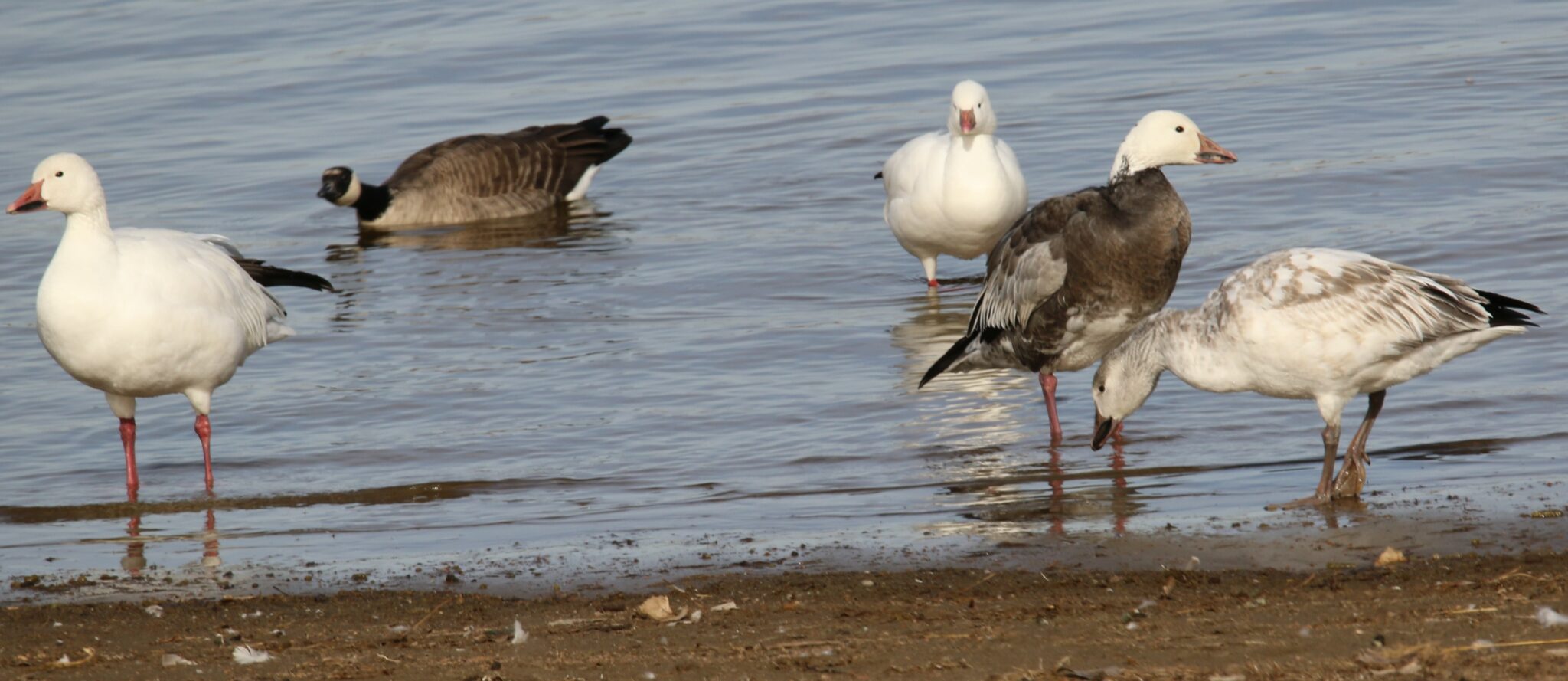 Sorting out some geese: Snow, Ross’s, Canada, and Cackling – Beyond the ...