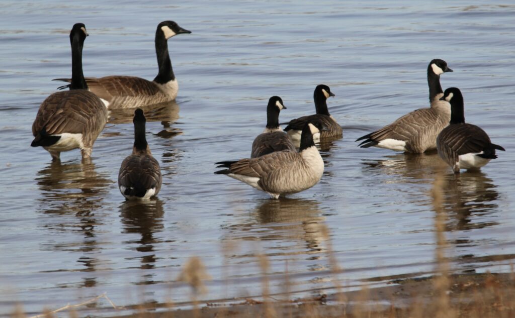 Canada Geese and Cackling Geese – How to Tell These Species Apart ...