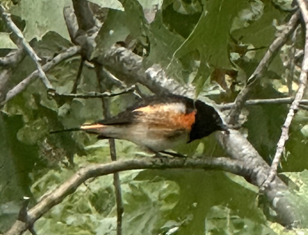 What is happening in our yard….. Birds and Butterflies! – Beyond the ...