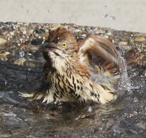 Our Brown Thrasher is back! – Beyond the Field Guide