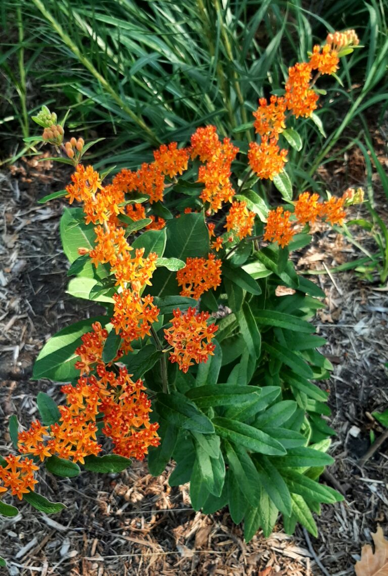 Butterfly Weed (Asclepias tuberosa) – Beyond the Field Guide