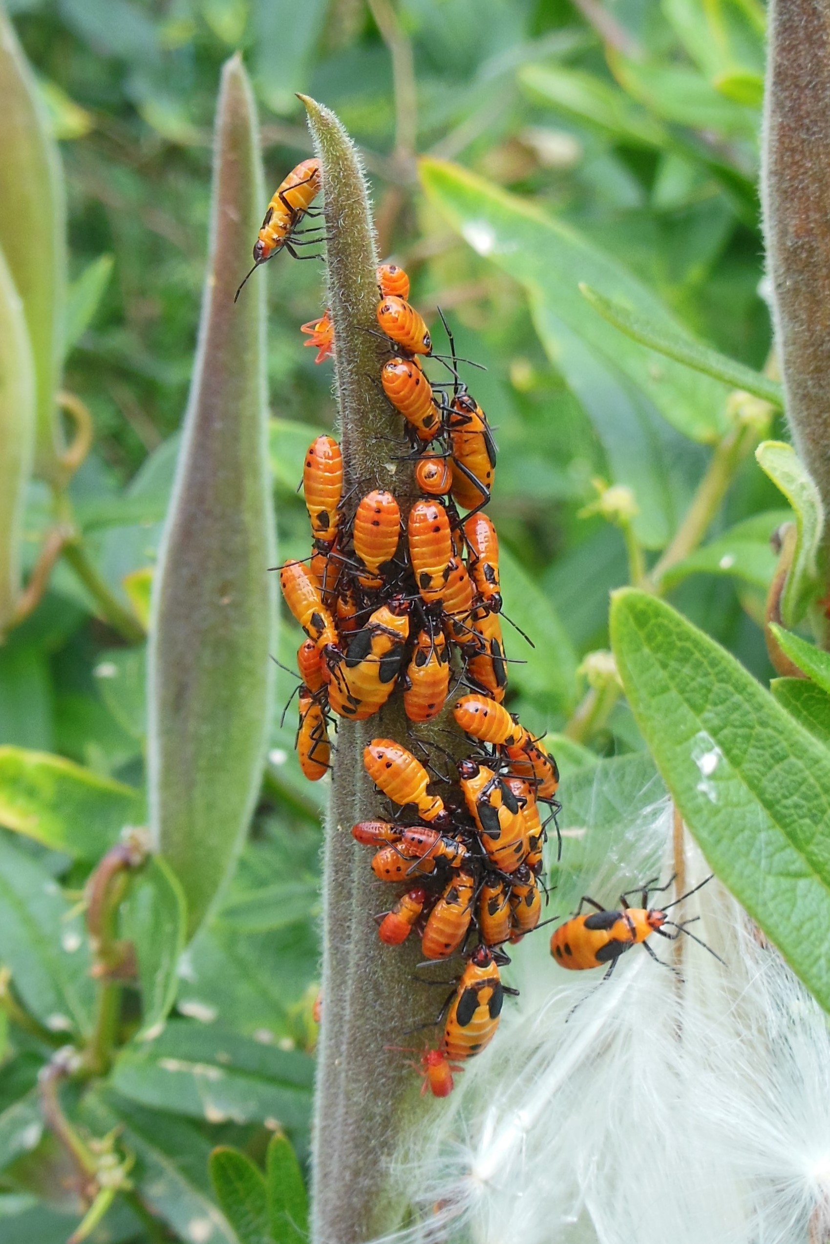 Butterfly Weed (Asclepias tuberosa) – Beyond the Field Guide