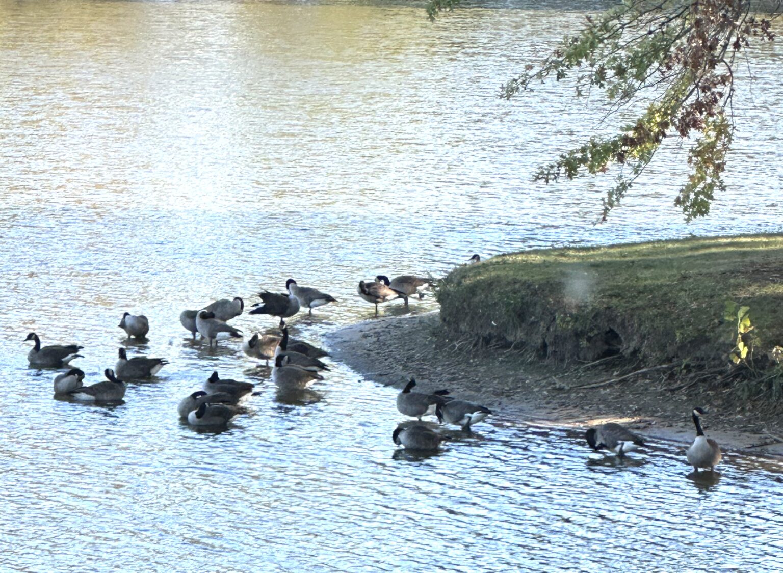 What is going on in our yard…… and the geese are back! – Beyond the ...