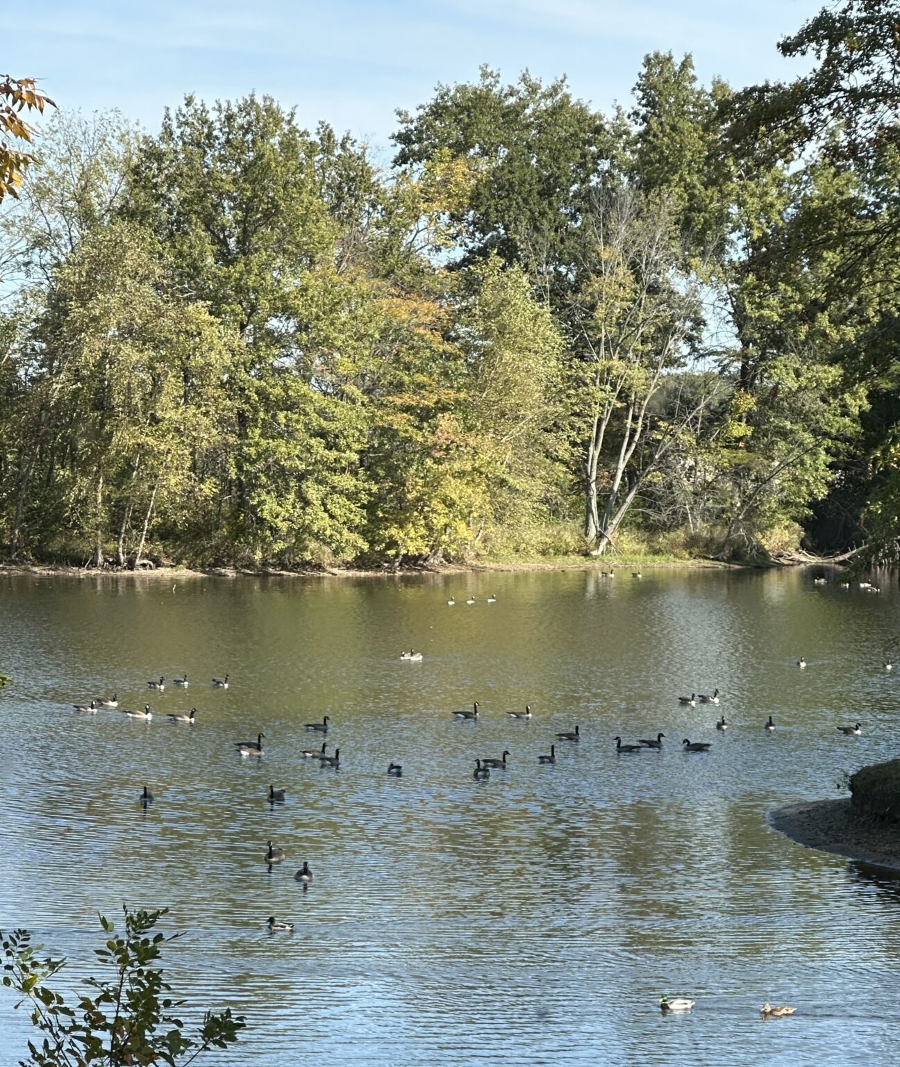 What is going on in our yard…… and the geese are back! – Beyond the ...