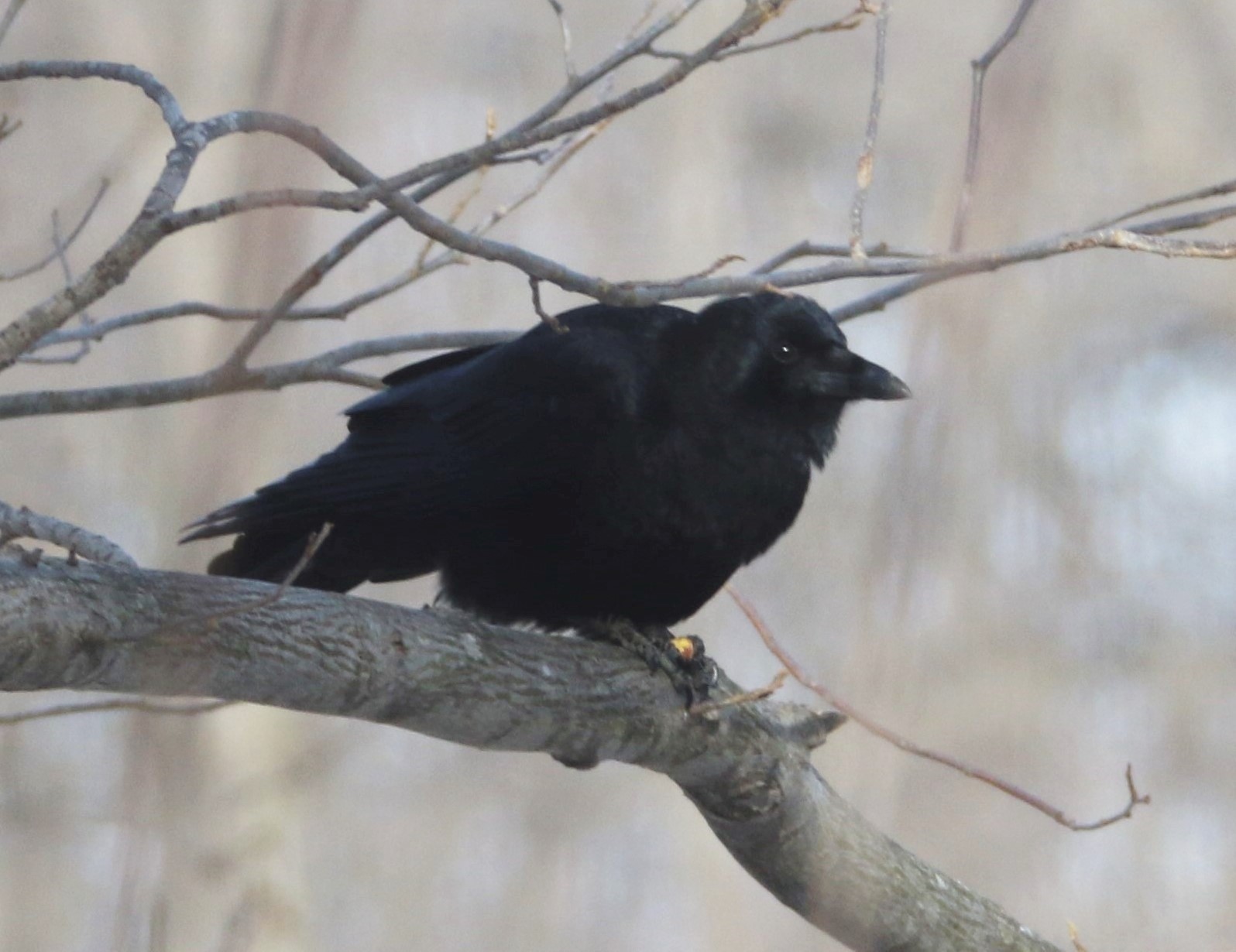 15 crows in the backyard! – Beyond the Field Guide