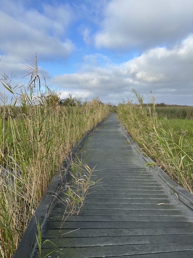 Sabine National Wildlife Refuge near Hackberry Louisiana – Beyond the ...