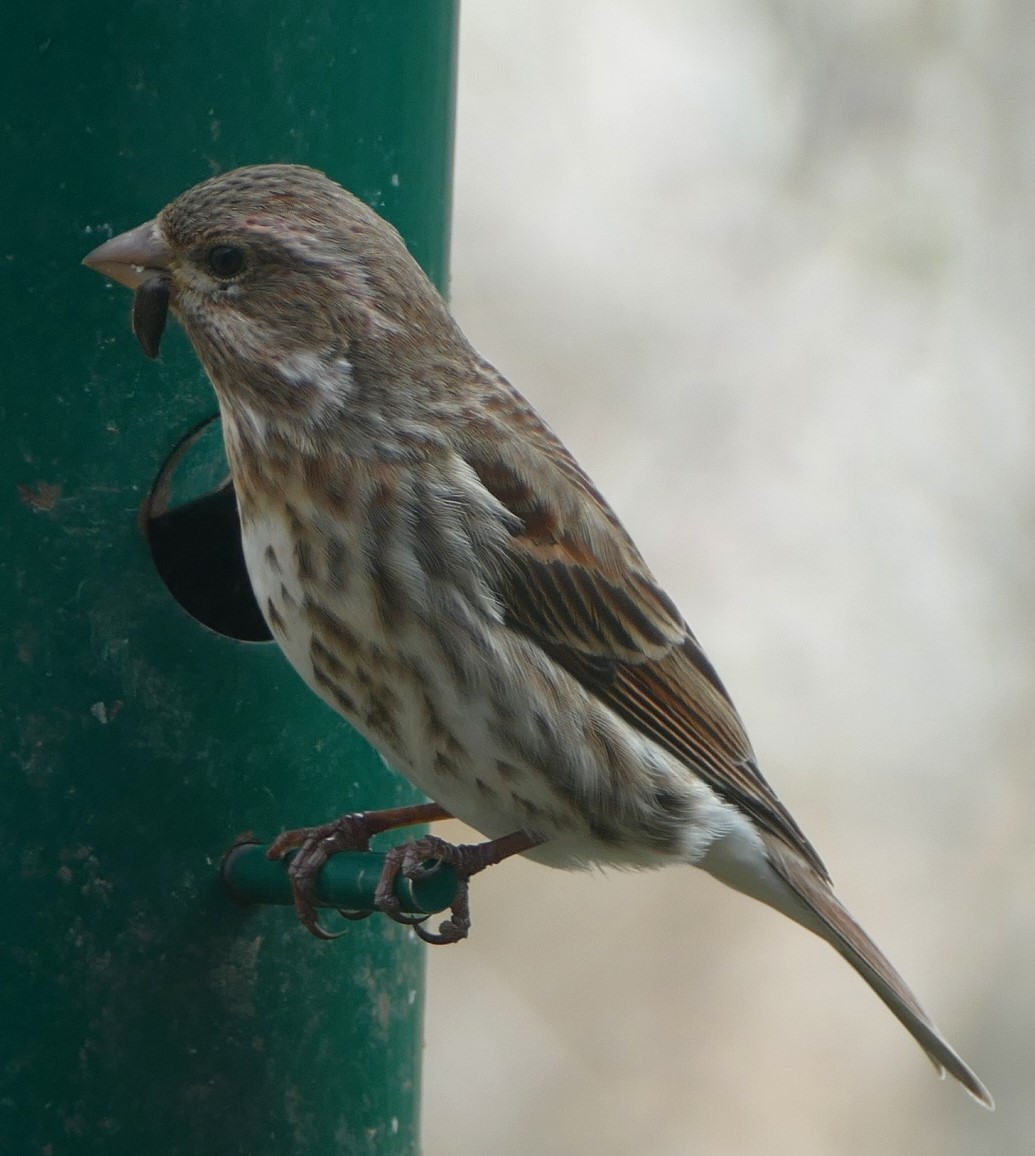 Purple Finches and House Finches – Beyond the Field Guide