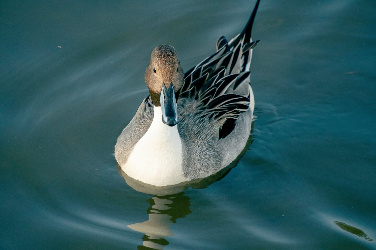 Wheeler National Wildlife Refuge near Decatur and Huntsville, Alabama ...
