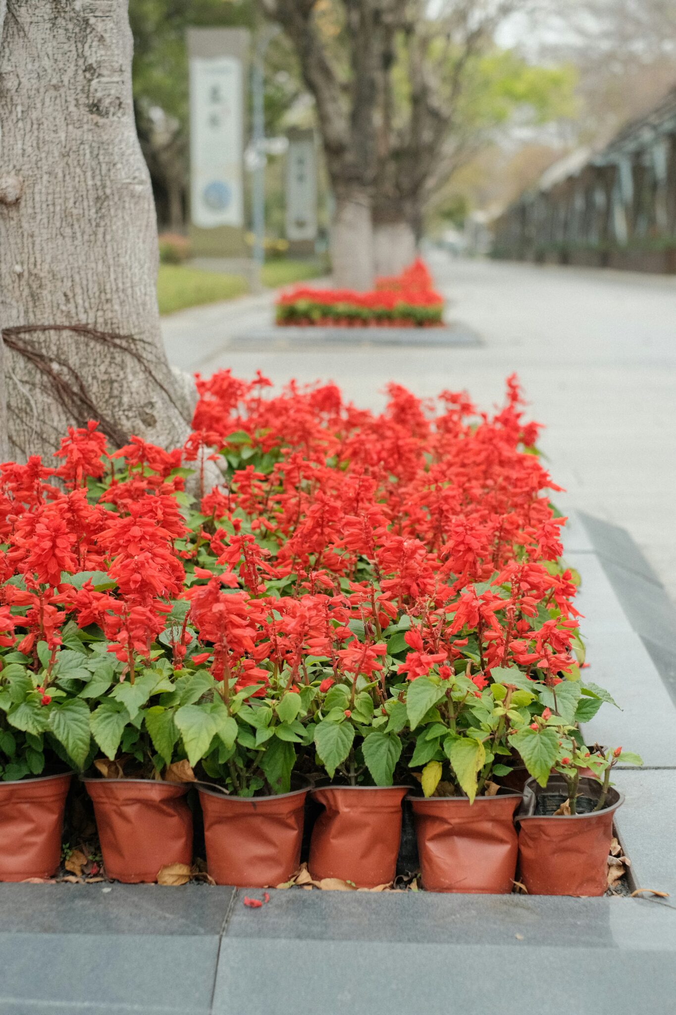 Salvia – a hummingbird magnet! – Beyond the Field Guide