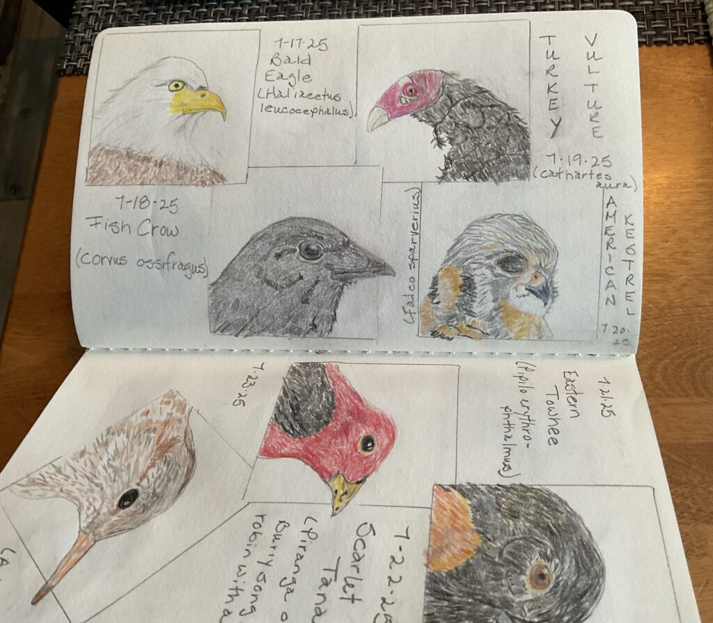Bird Lists, Birding Notebook, Nature Journal …… Should you record what ...