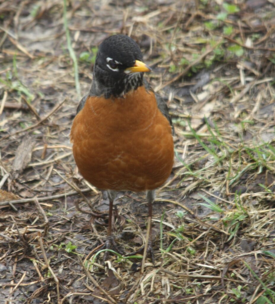 American Robin ………. odd behavior. The same bird or is this ‘idea ...